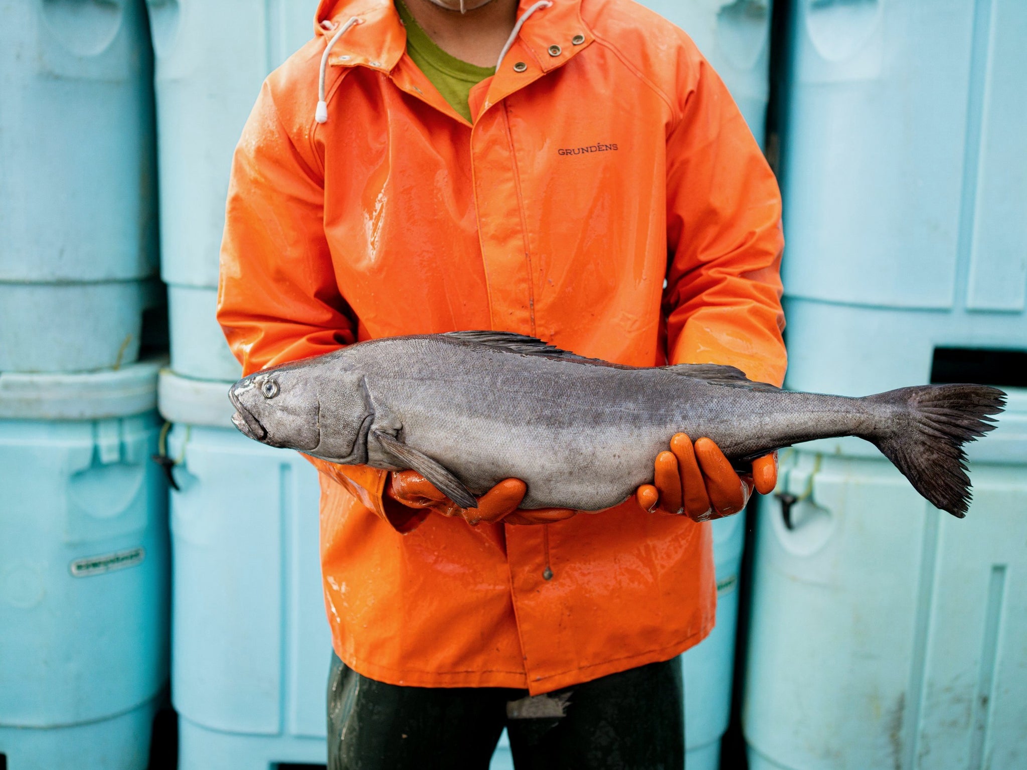 Sablefish (Black Cod) – Homer Fish Processing